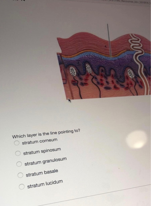 Solved Which layer is the line pointing to? stratum corneum | Chegg.com