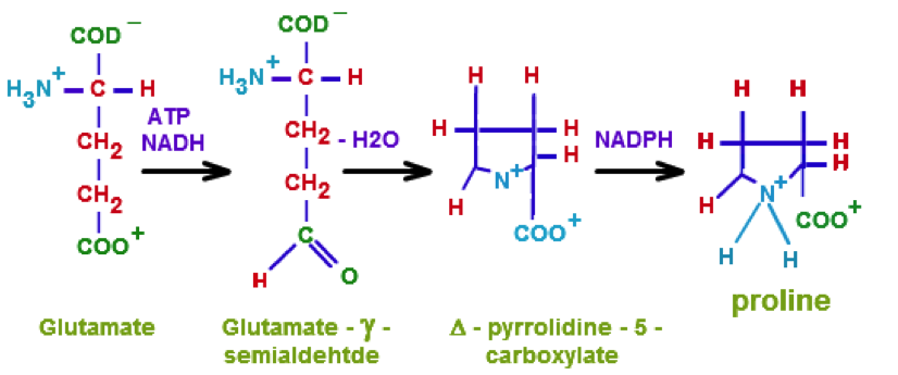 Solved Could someone explain in detail how proline is | Chegg.com