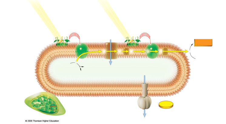 Solved Key items associated with cyclic pathway:Key items | Chegg.com