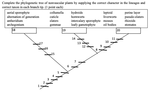 Solved NONVASCULAR PLANTS: Complete the phylogenetic tree of | Chegg.com