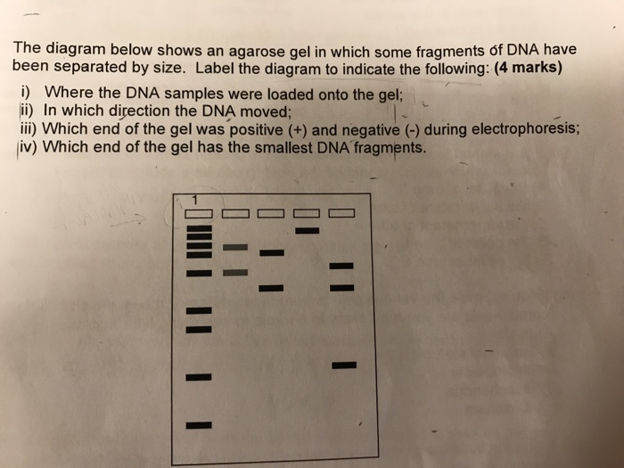 Solved The diagram below shows an agarose gel in which some | Chegg.com