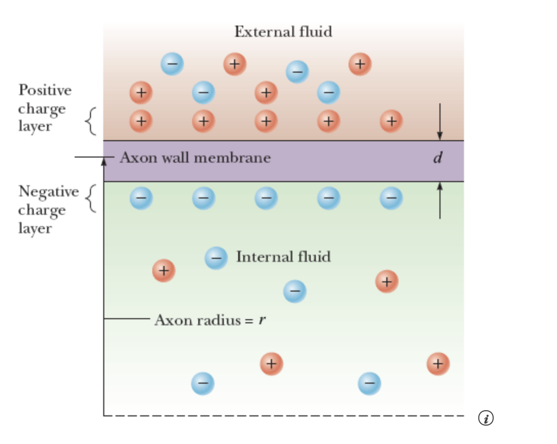 Solved Assume a length of axon membrane of about 0.10 m is | Chegg.com