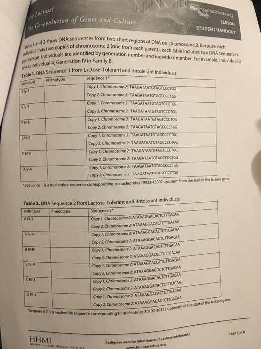 Got Lactase? evolution of Genes and Culture LESSON | Chegg.com