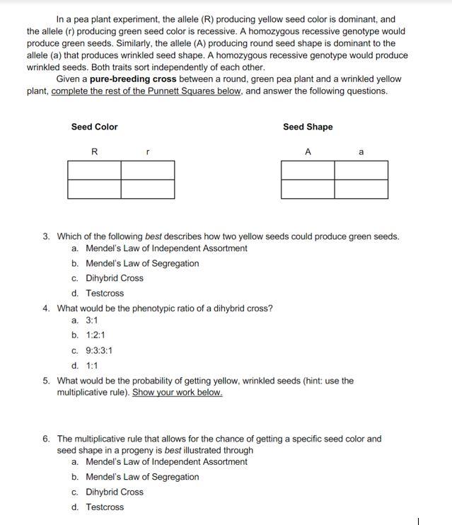 Solved In a pea plant experiment, the allele (R) producing | Chegg.com