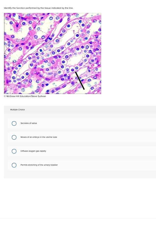 Solved Identify the function performed by the tissue | Chegg.com