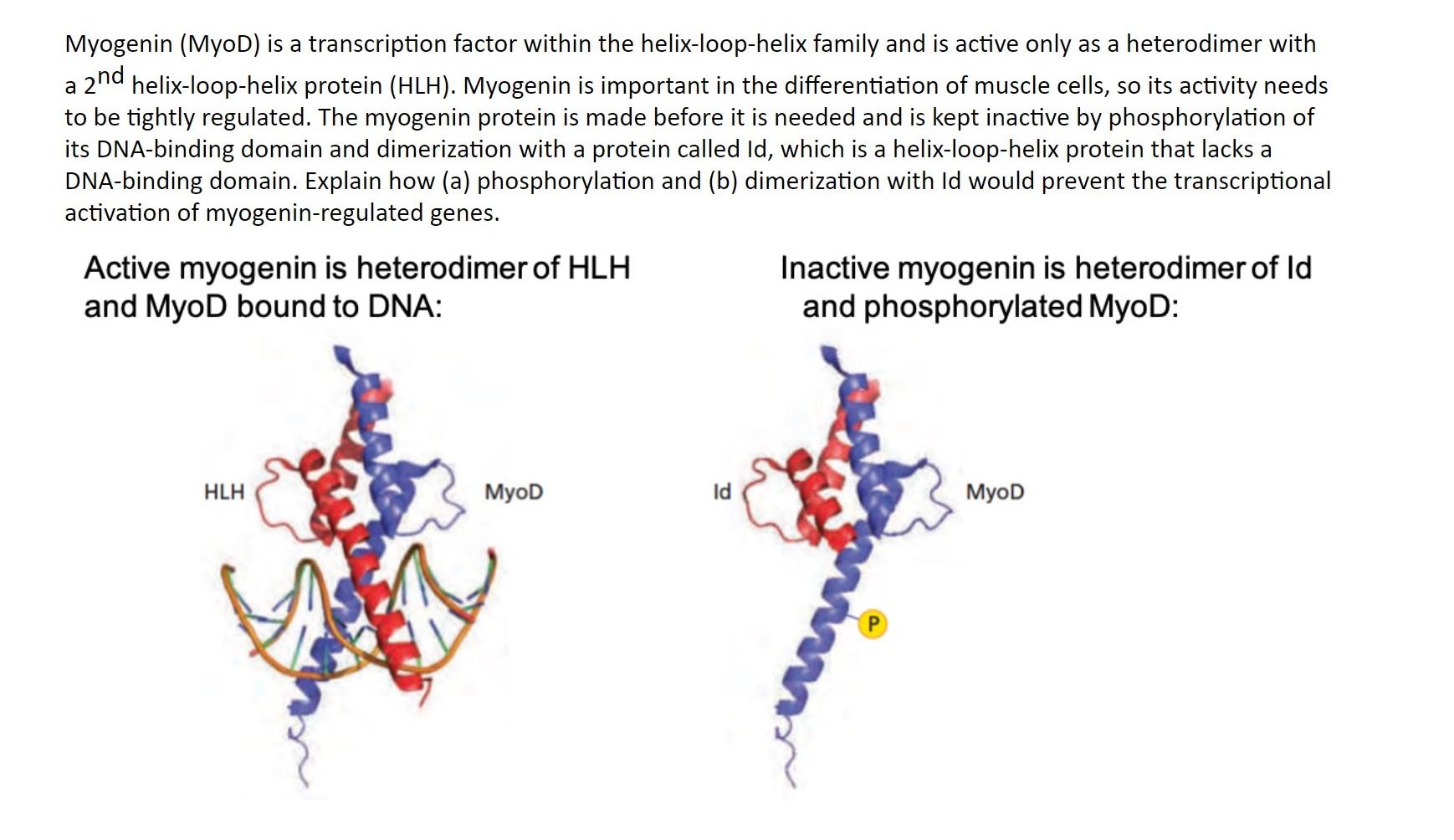Solved a Myogenin (MyoD) is a transcription factor within | Chegg.com