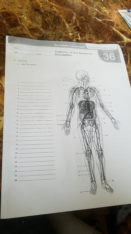 Solved Review &Practice Shee Exercise Anatomy of the | Chegg.com