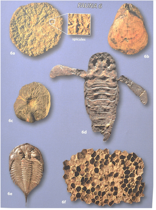 Part 1: Index Fossils in Depositional Sequences The | Chegg.com