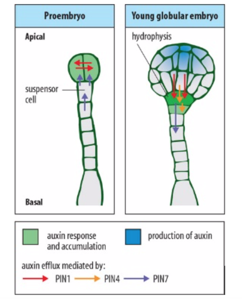 Solved Explain how auxin is acting as a ‘morphogene’ using | Chegg.com