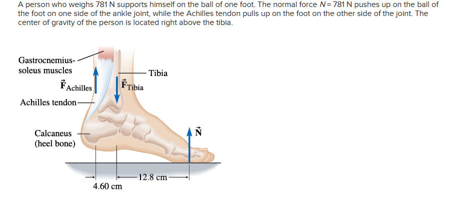 Solved 16. What is the magnitude of the downward force | Chegg.com