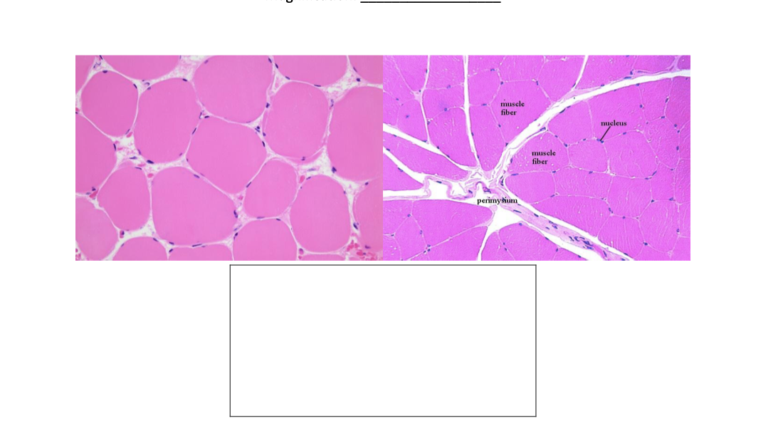 Solved Part 1. Microscopic Anatomy of Skeletal Muscle 1. Use | Chegg.com