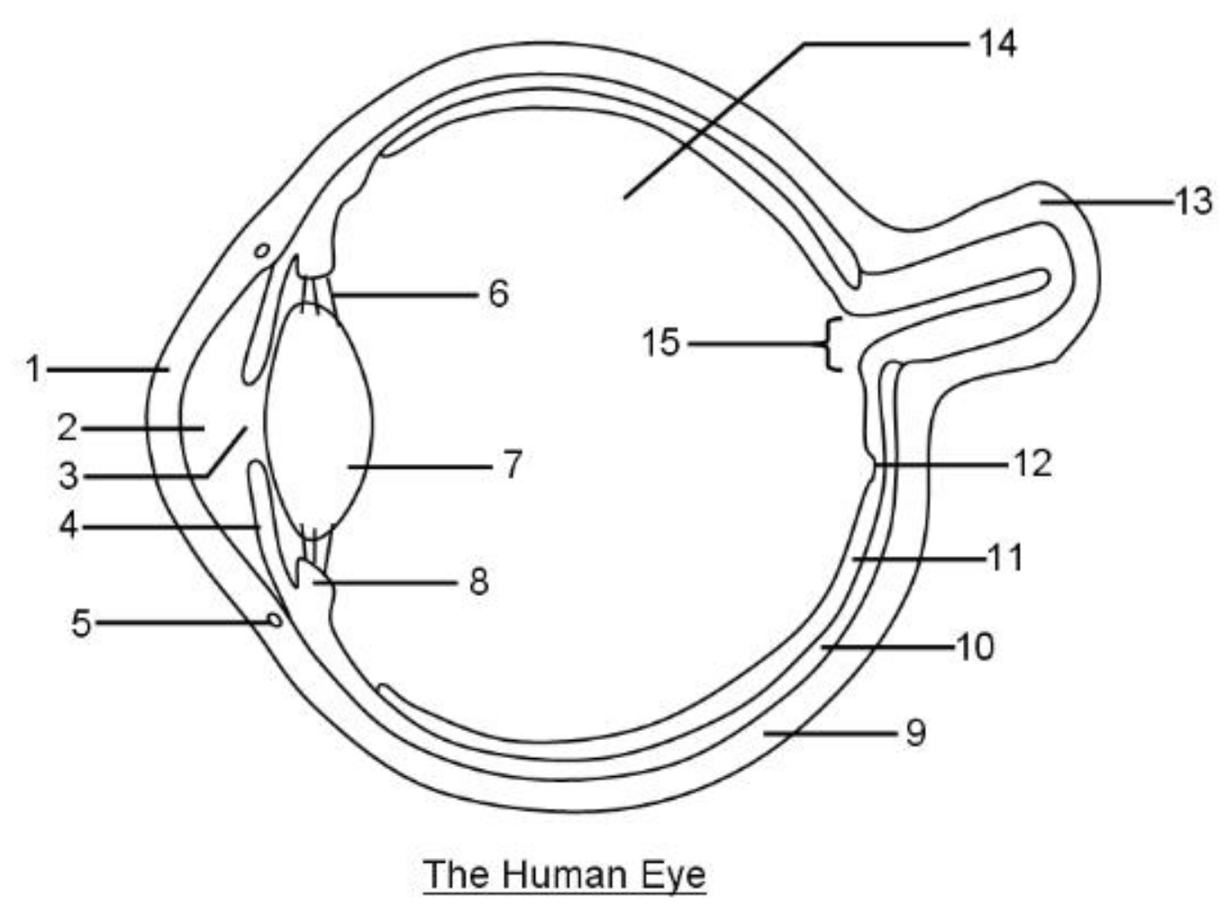 Solved The Human Eye | Chegg.com
