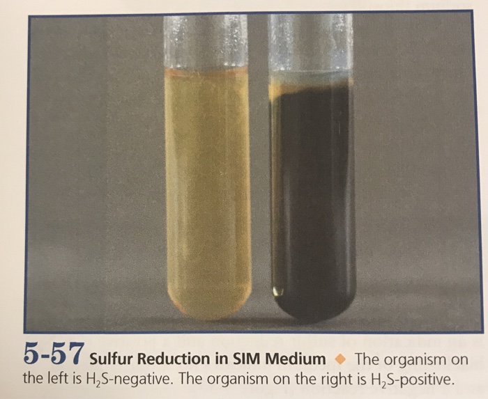 Solved Virtually all sulfur-reducing members of | Chegg.com