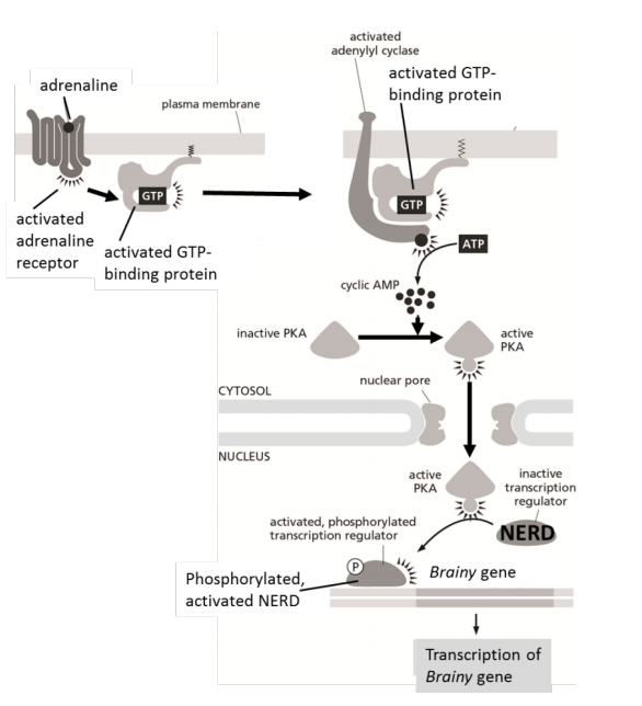 Solved You are interested in the gene expression of Brainy, | Chegg.com