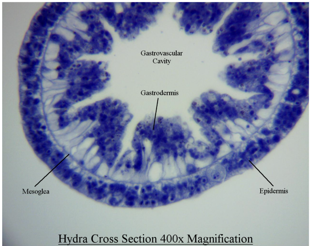 Solved Hydra 1. Sketch what you observe and label the area | Chegg.com