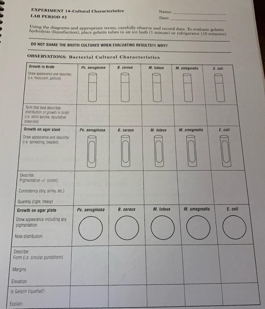 Solved EXPERIMENT 14 Cultural Characteristics LAB PERIOD #2 | Chegg.com