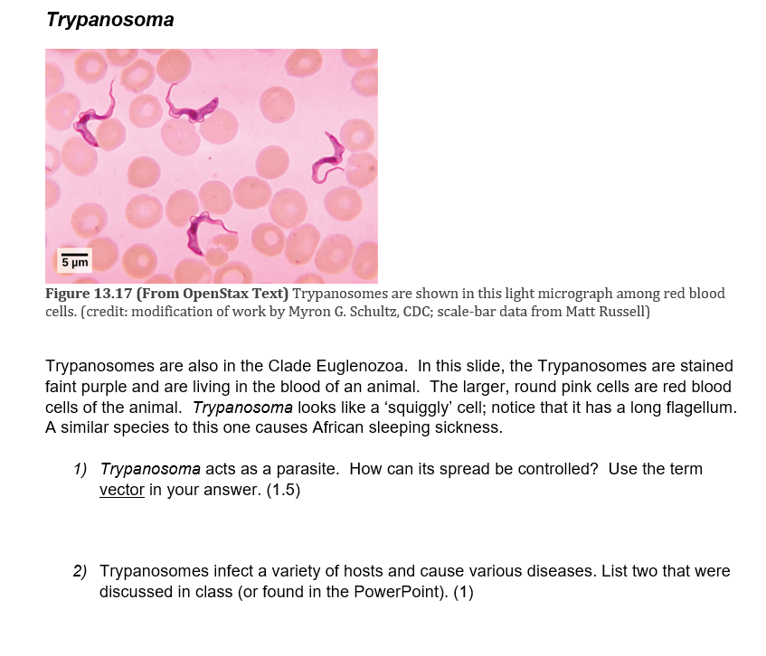 Solved Clade SAR -Trichomonas vaginalis CDC SATER HEALTHIER | Chegg.com