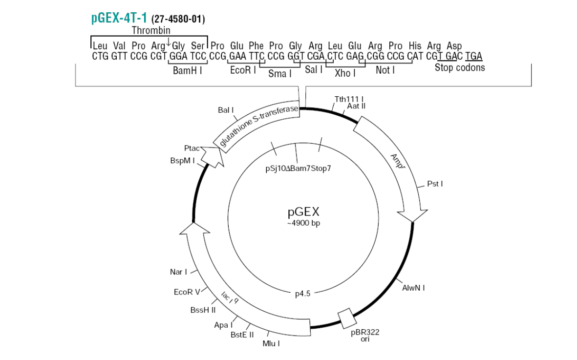 Recombine the WW3 domain into a prokaryotic | Chegg.com