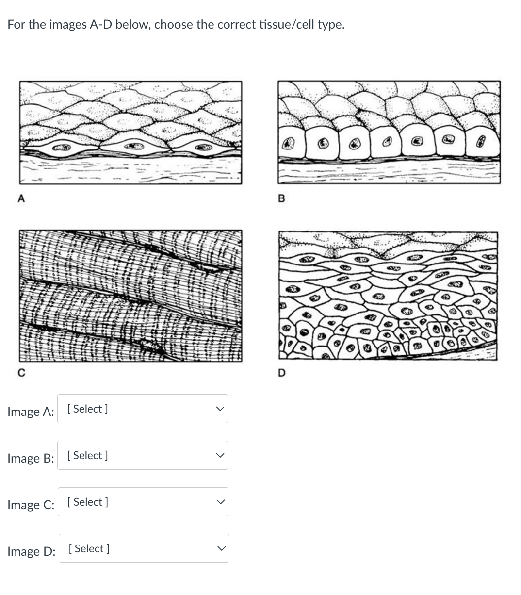 Solved Options are: stratified squamous epithelium, skeletal | Chegg.com