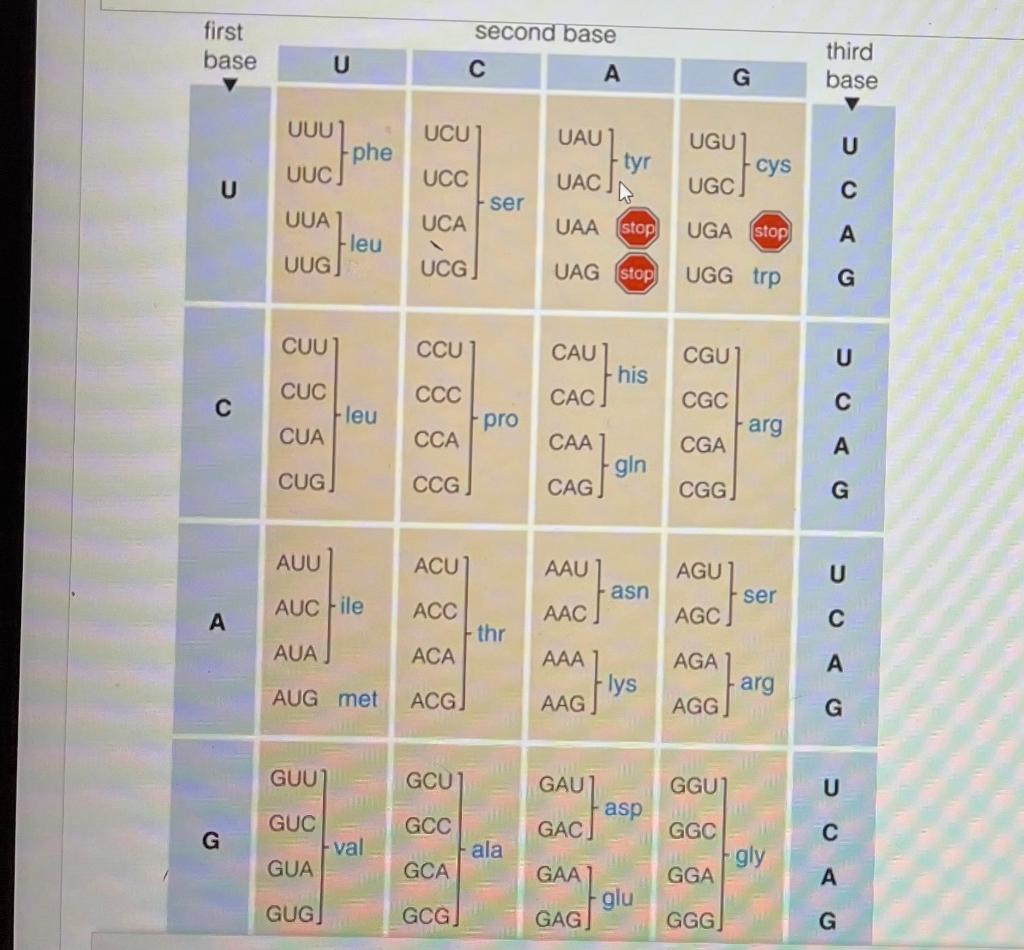 Solved Using the following sequence determine the amino | Chegg.com