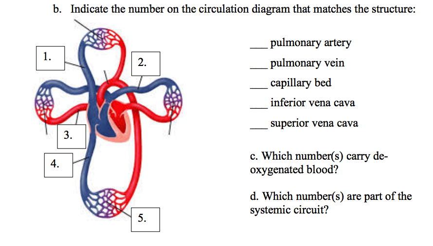 Solved b. Indicate the number on the circulation diagram | Chegg.com