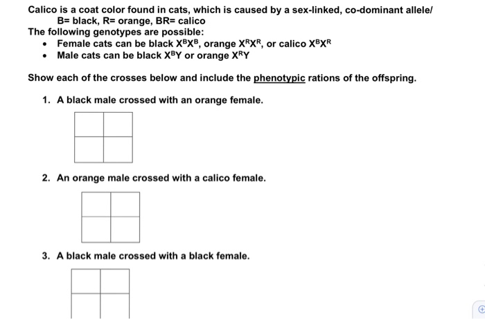 Solved Calico is a coat color found in cats, which is caused | Chegg.com