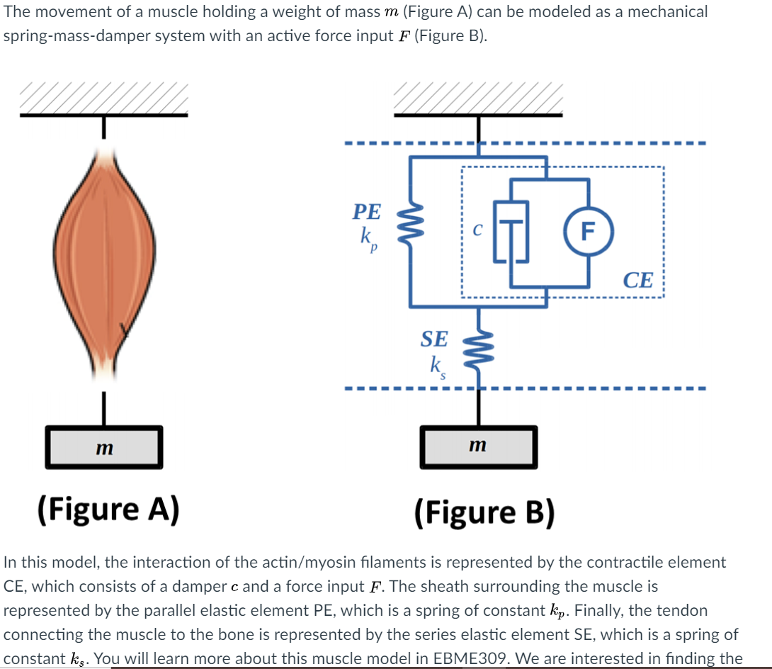 Solved The movement of a muscle holding a weight of mass m | Chegg.com