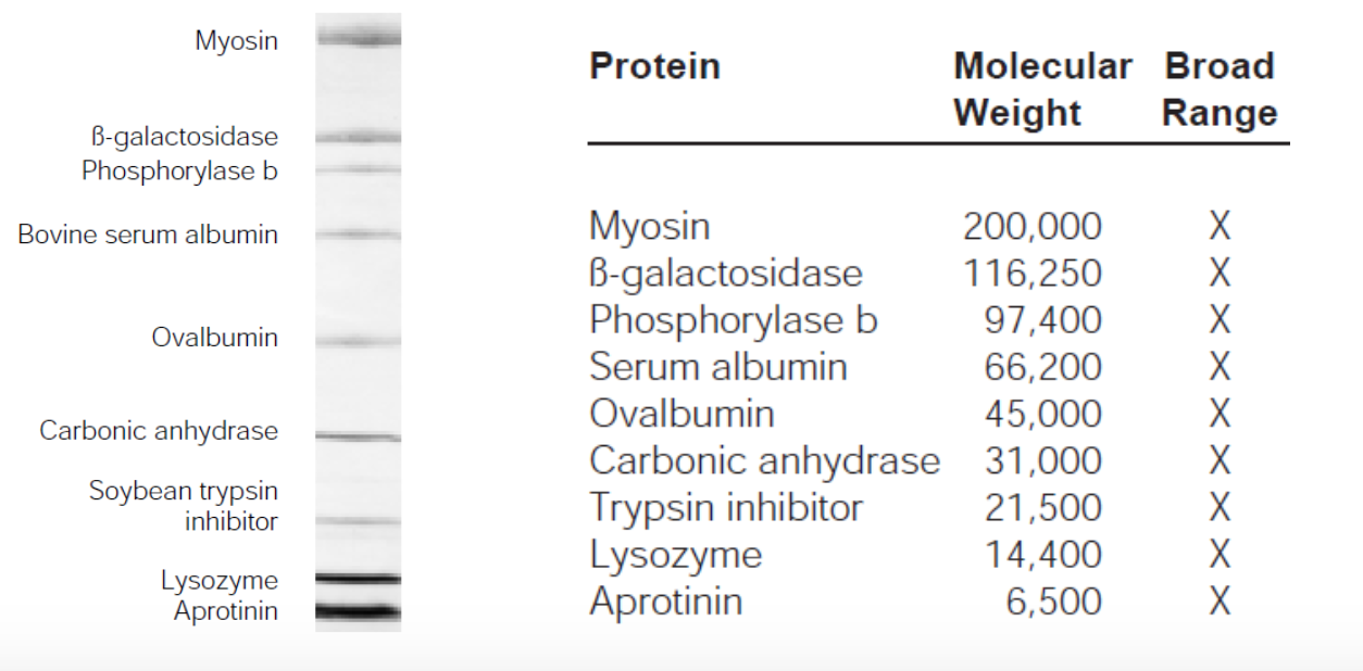 In a biochemistry lab, SDS-PAGE was done. The | Chegg.com