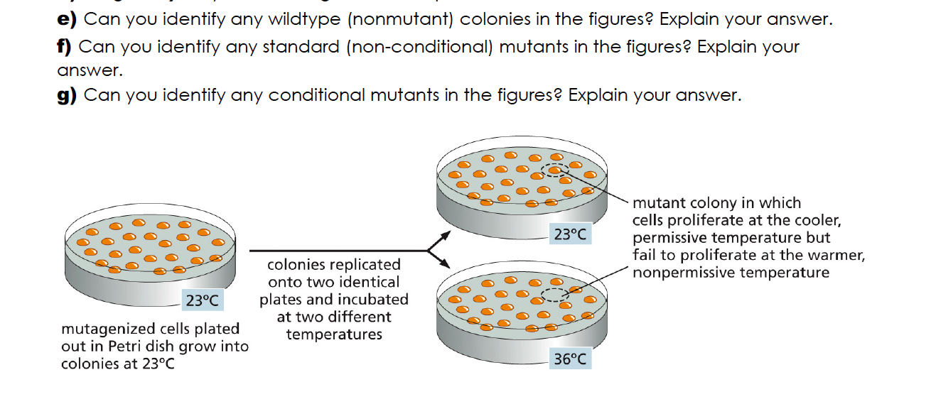 Solved e) Can you identify any wildtype (nonmutant) colonies | Chegg.com