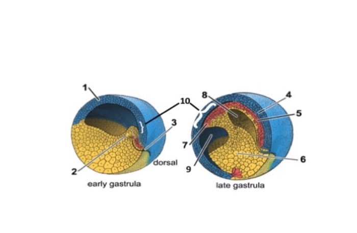 Solved 7) How is Brachet's cleft maintained in the | Chegg.com