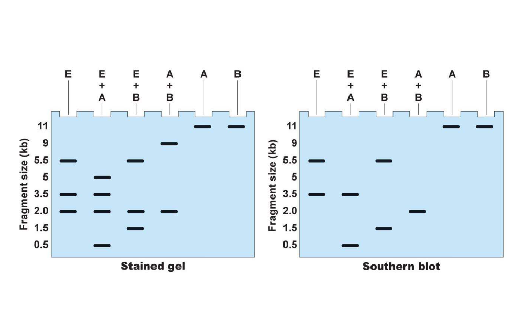 Solved Question . The following partial restriction map | Chegg.com