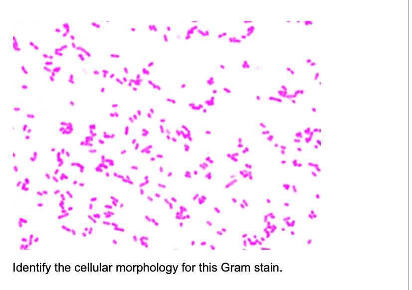 Solved What is the Gram reaction? What is the bacterial | Chegg.com
