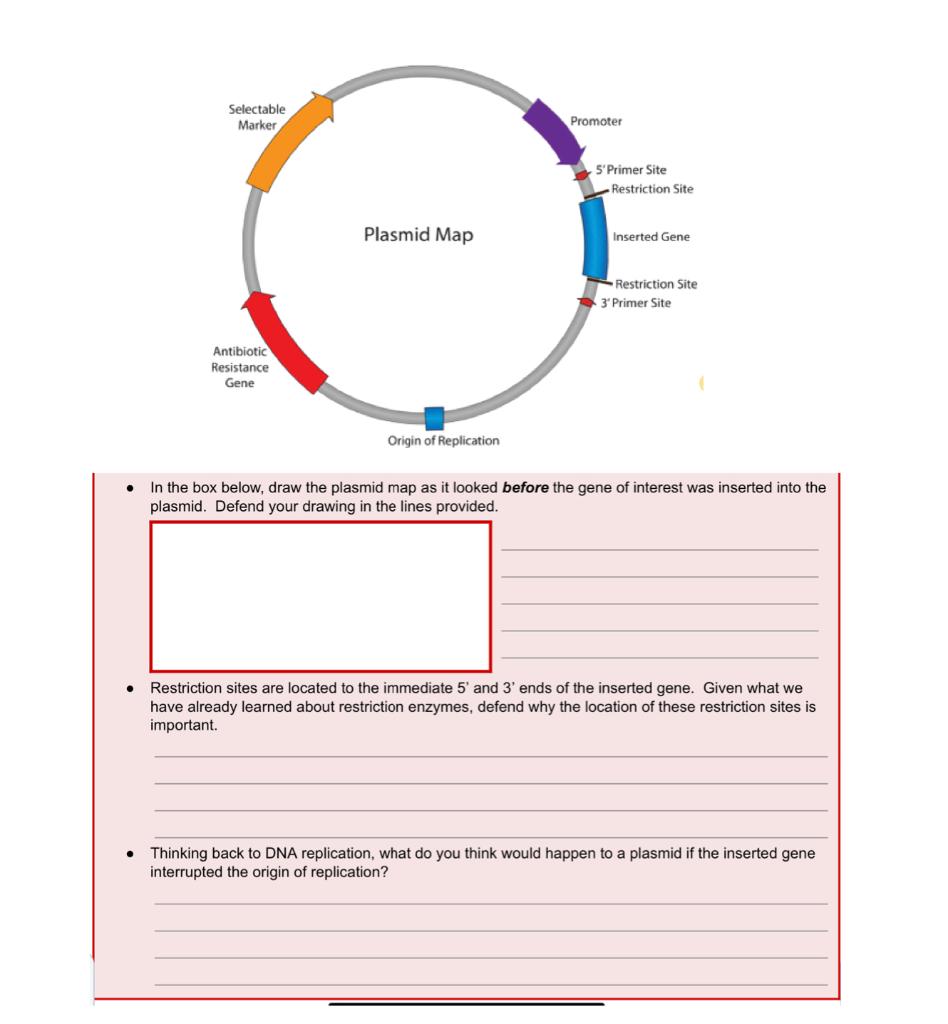 - In the box below, draw the plasmid map as it looked | Chegg.com