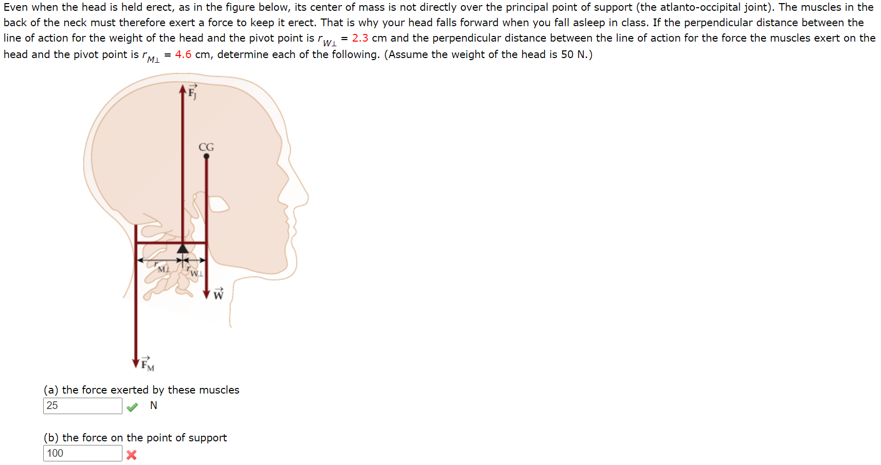 Solved Even when the head is held erect, as in the figure | Chegg.com