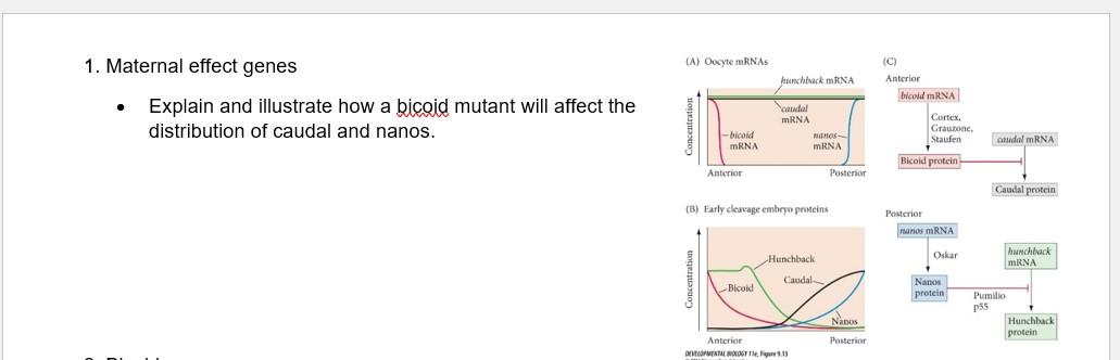 Solved 1. Maternal effect genes - Explain and illustrate how | Chegg.com