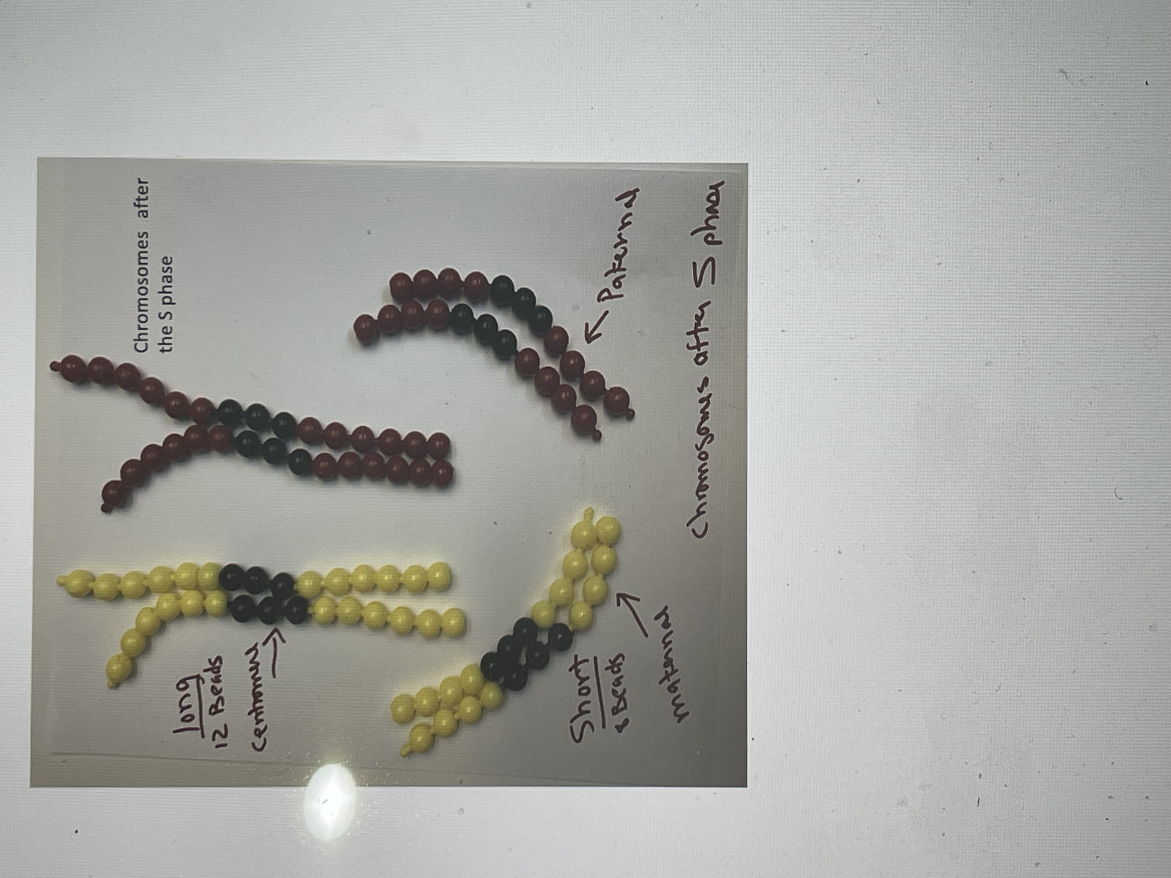 Solved Build homologous pairs of chromosomes. Each chromatid | Chegg.com