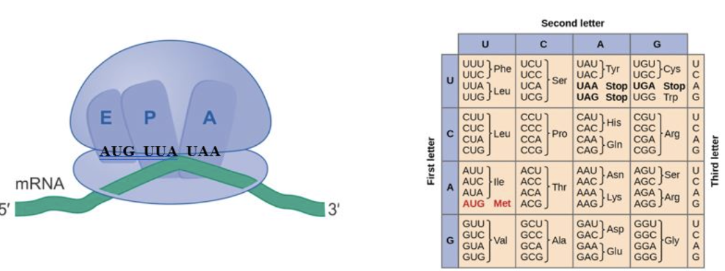 Solved Below is a picture of a bacterial ribosome | Chegg.com