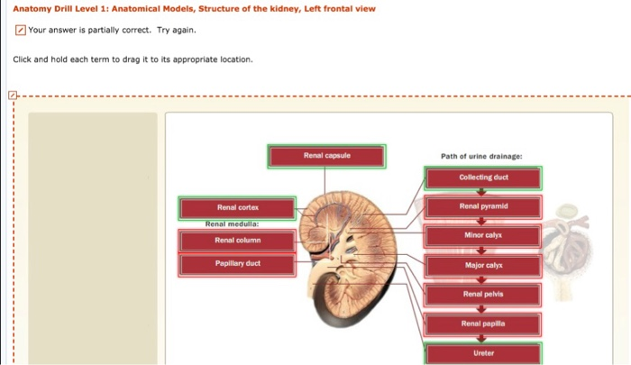 Solved Anatomy Drill Level 1: Anatomical Models, Structure | Chegg.com