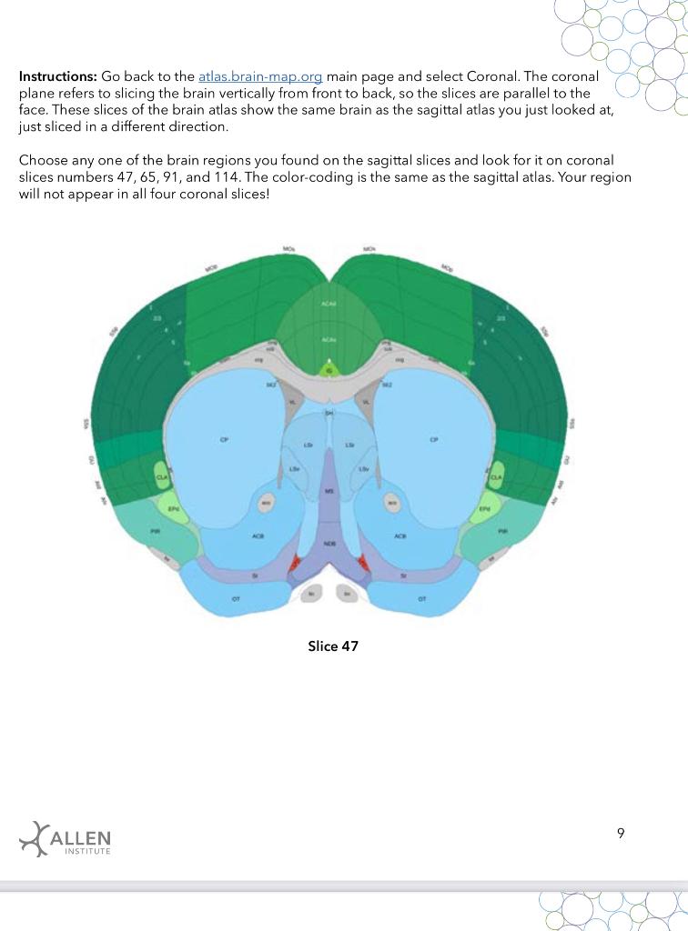 Solved Instructions: Go back to the atlas.brain-map.org main | Chegg.com