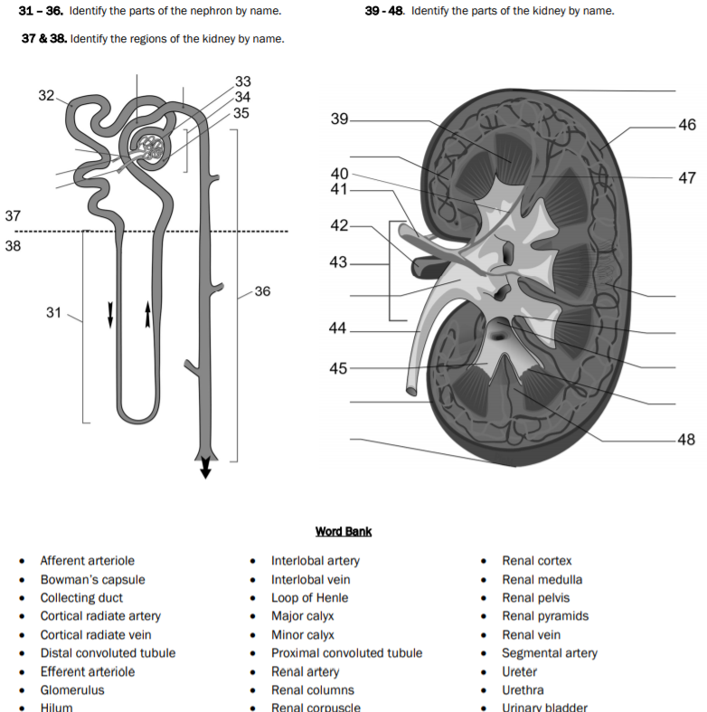 Solved Identify the parts of the nephron by name. Identify | Chegg.com
