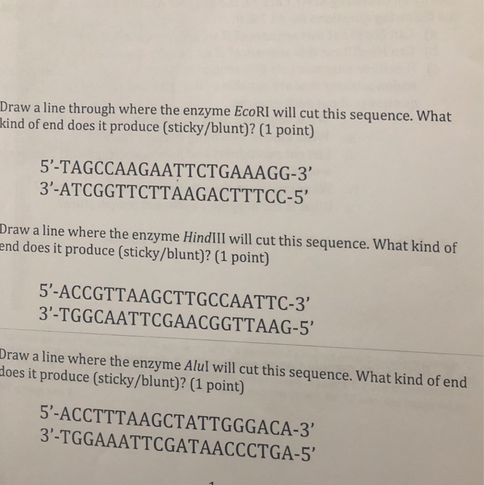 Solved Draw a line through where the enzyme EcoRI will cut | Chegg.com
