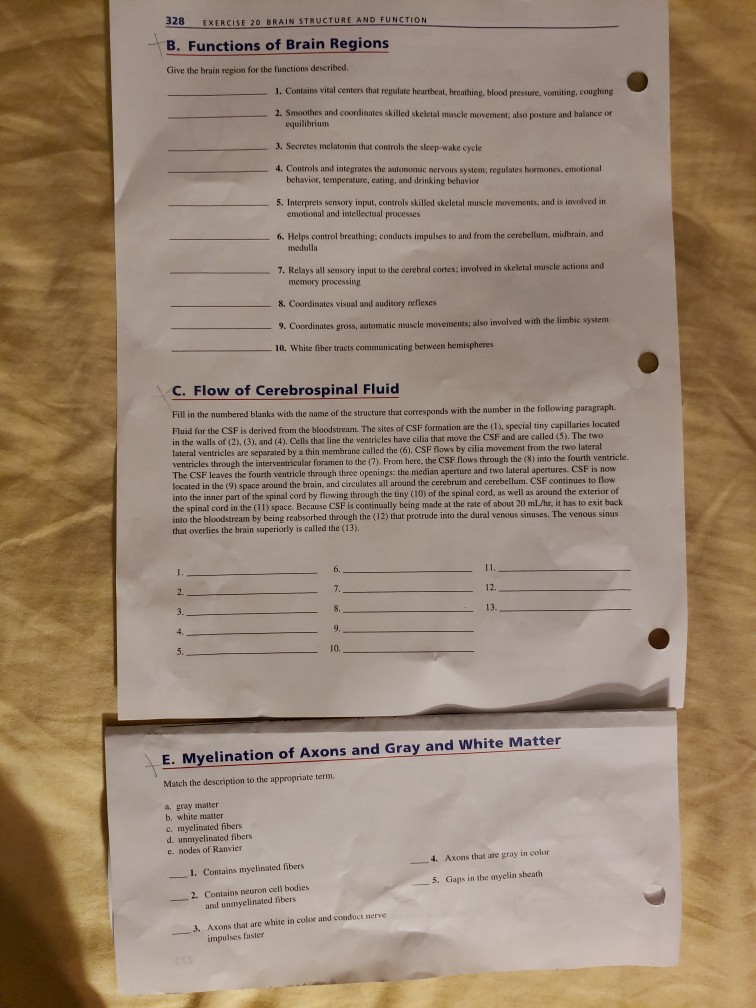 Solved 328 EXERCISE 20 BRAIN STRUCTURE AND FUNCTION B. | Chegg.com