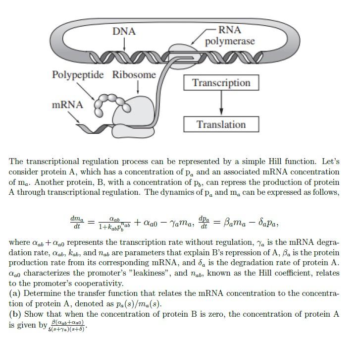 Solved The transcriptional regulation process can be | Chegg.com