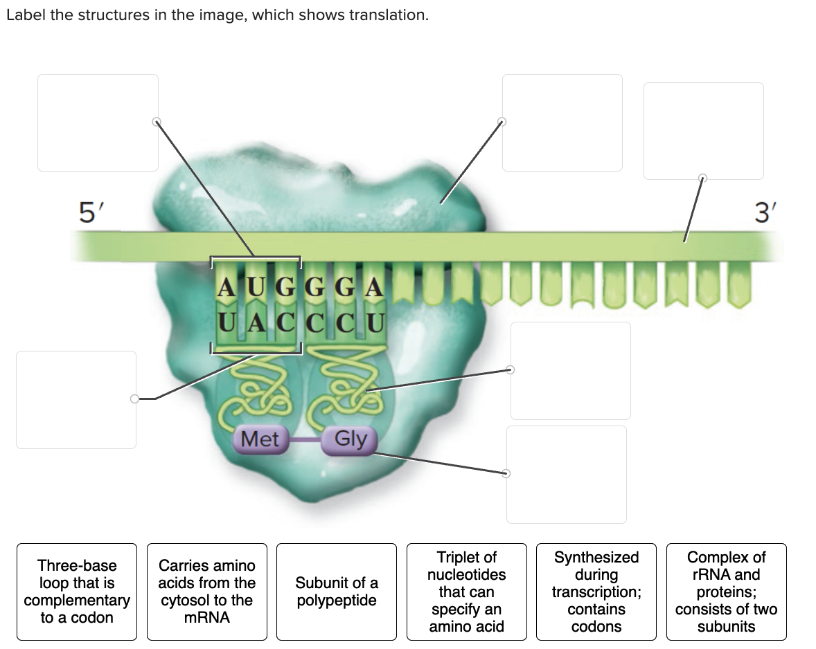Solved Label the structures in the image, which shows | Chegg.com