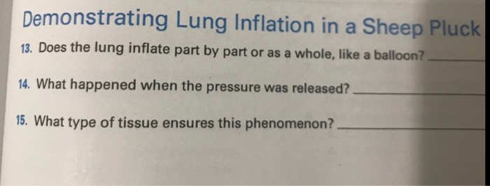 Solved Demonstrating Lung Inflation in a Sheep Pluck 13. | Chegg.com
