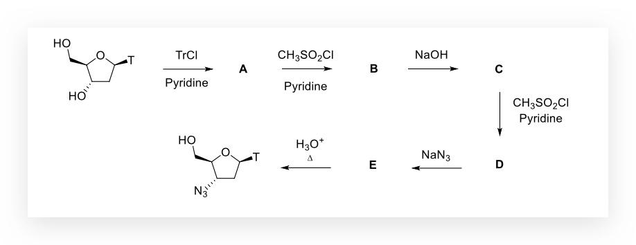 Solved In the diagram below, “T” stands for thymine, and it | Chegg.com