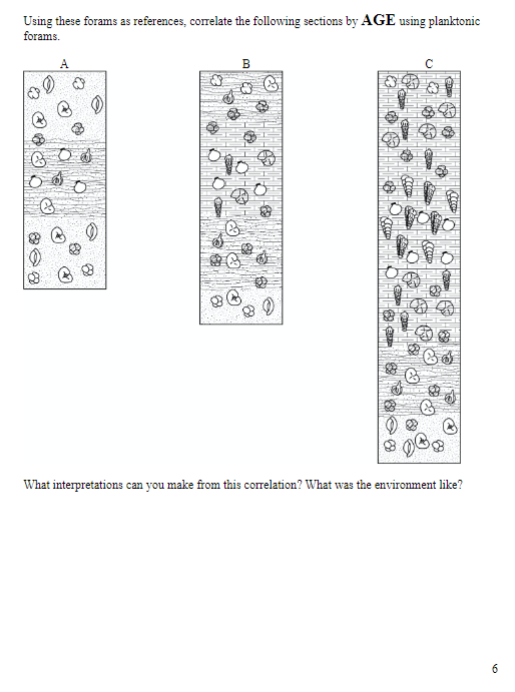 Solved Using these forams as references, correlate the | Chegg.com