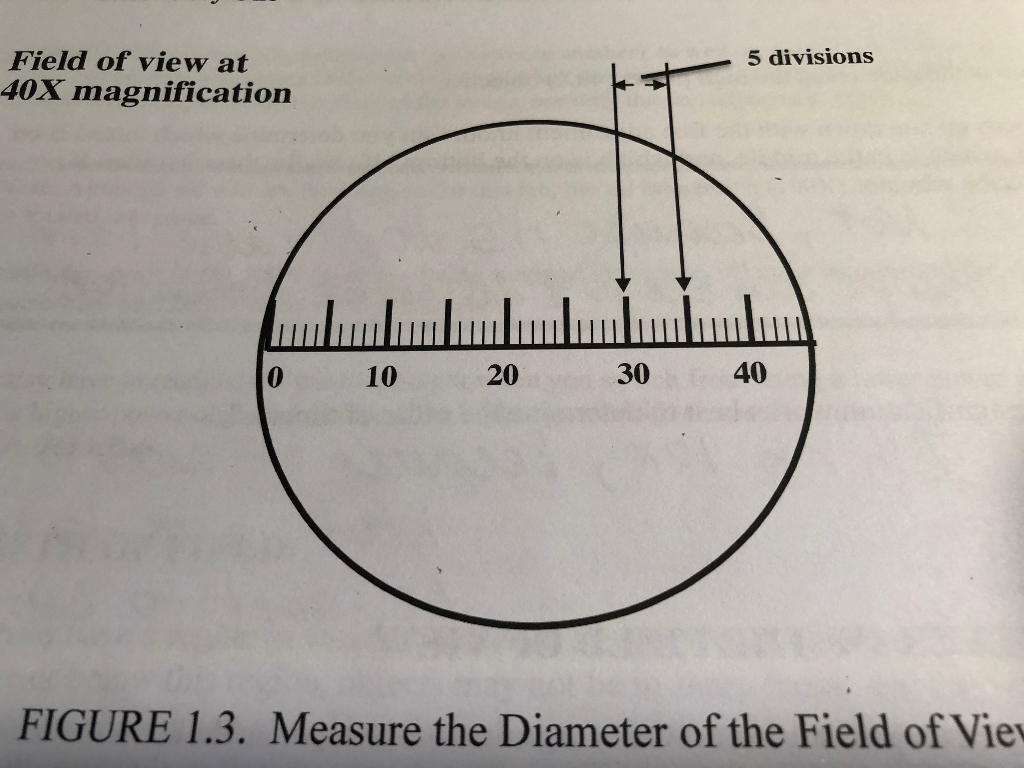 Solved Microscope Lab With A Few Questions Measure Of Th Chegg