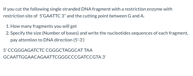 Solved If you cut the following single stranded DNA fragment | Chegg.com