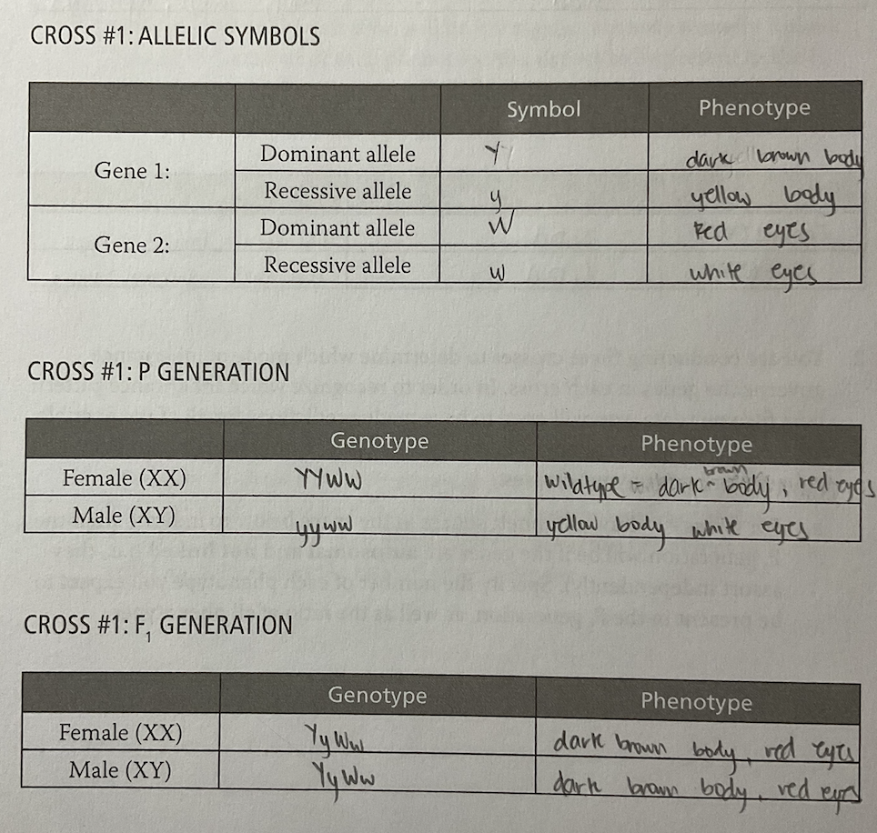 Solved CROSS #1: ALLELIC SYMBOLS Phenotype dark brown body | Chegg.com